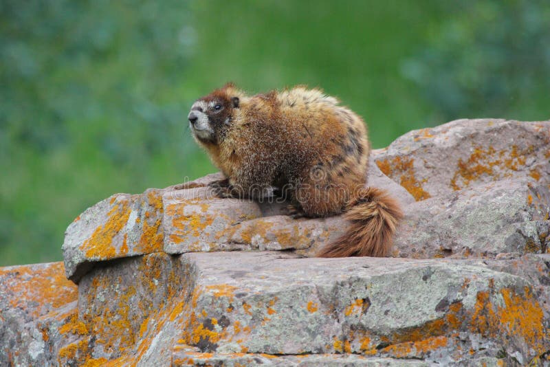 Marmotta Su Roccia in Prato Alpino Fotografia Stock - Immagine di ...