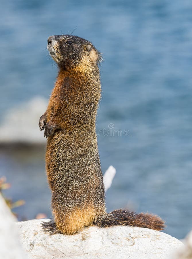 Marmotta dal ventre giallo fotografia stock. Immagine di america - 55889754