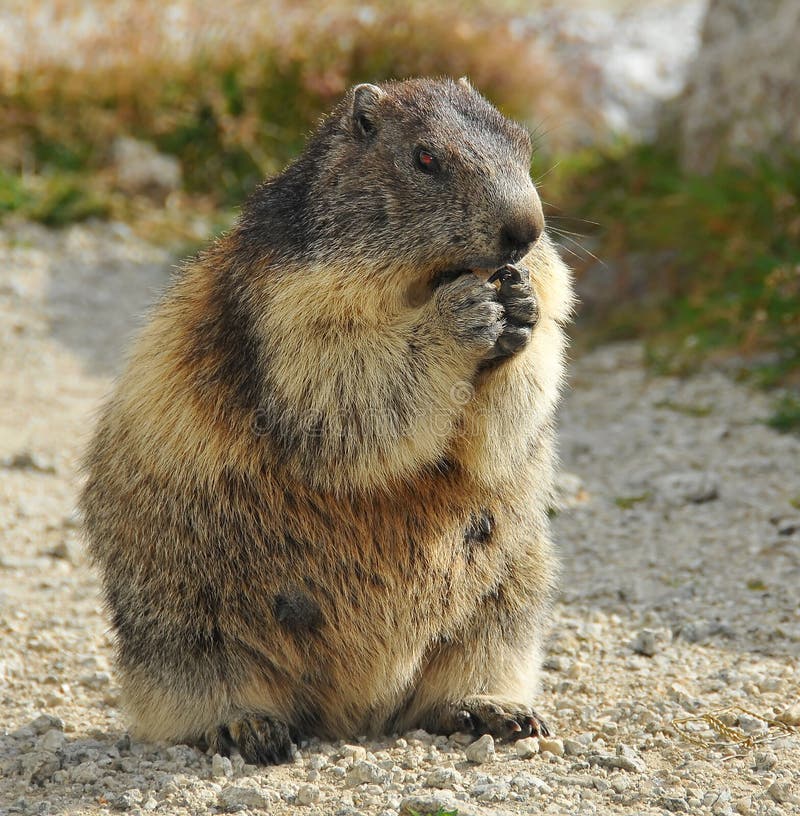 Marmotte Alpestre (lat. Marmota De Marmota) Image stock - Image du ...