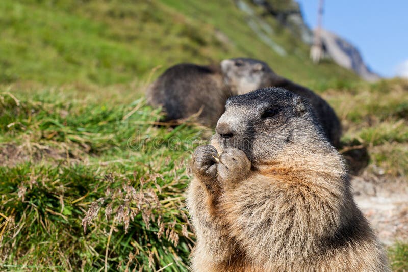 Marmotte Alpestre (marmota De Marmota) Image stock - Image du europe ...
