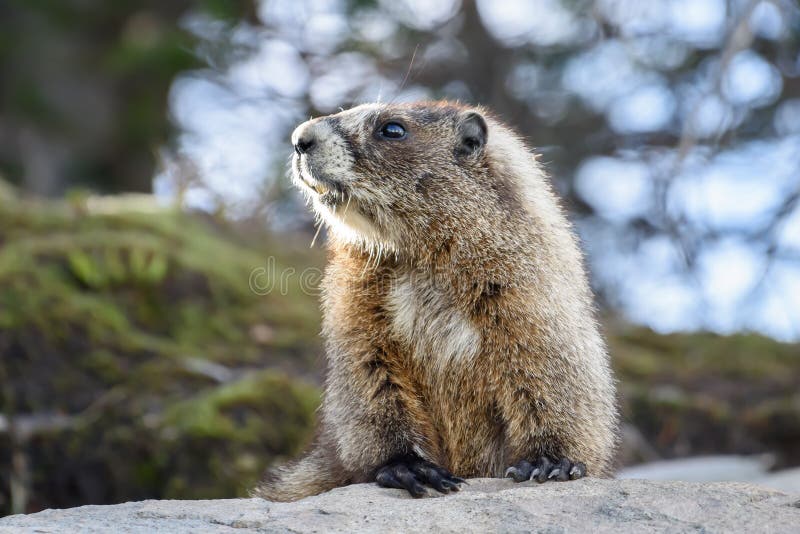 Une Marmotte Drôle Photos Stock - Téléchargez 174 Photos libres de droits