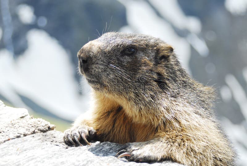 Marmotte Alpine En Autriche Image stock - Image du montagne, pose: 47013247