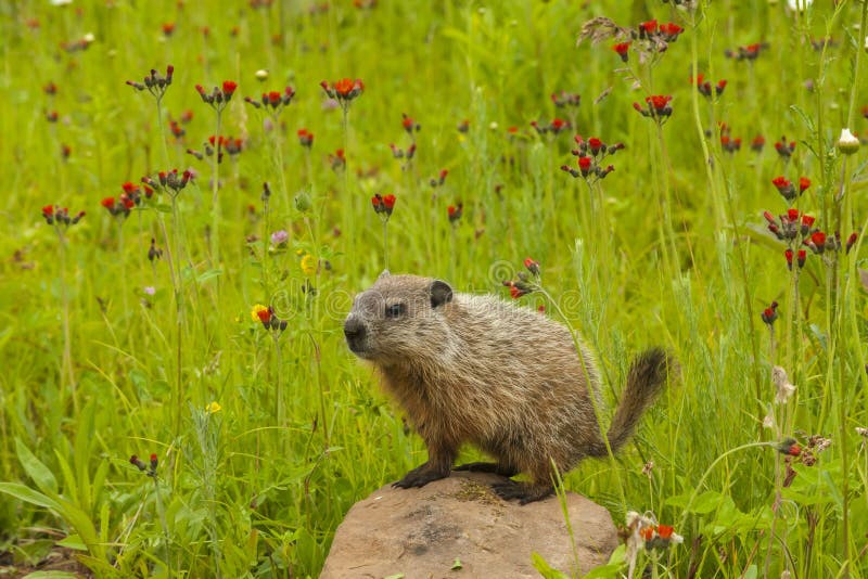 Jeune Consommation De Marmotte D'Amérique Photo stock - Image du herbe ...