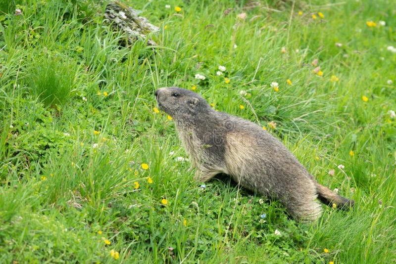Marmoute Wild Nature Mountain Fagaras Stock Image - Image of mammal ...