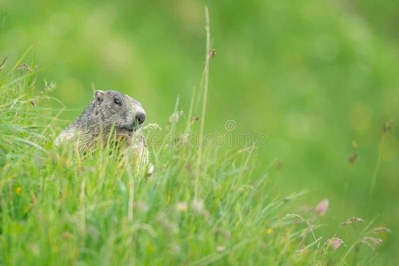 Marmoute Wild Nature Mountain Fagaras Stock Image - Image of green ...