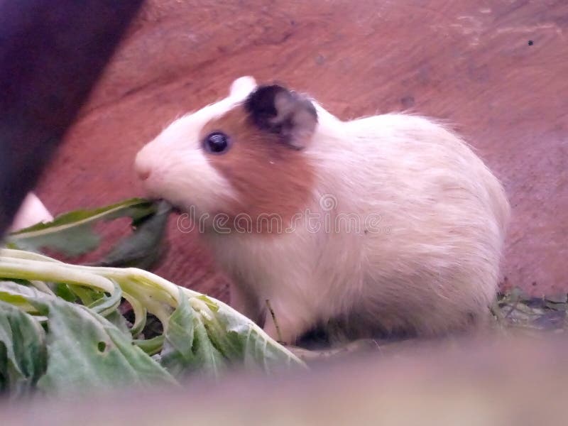 Marmut the little rabbit stock image. Image of kitten - 264481627