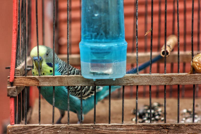 Maroccan badji bird stock photo. Image of budgie, bird - 198460910