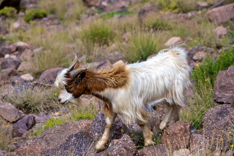 Marokkaanse Berggeit stock foto. Image of wild, zoogdier - 38636314