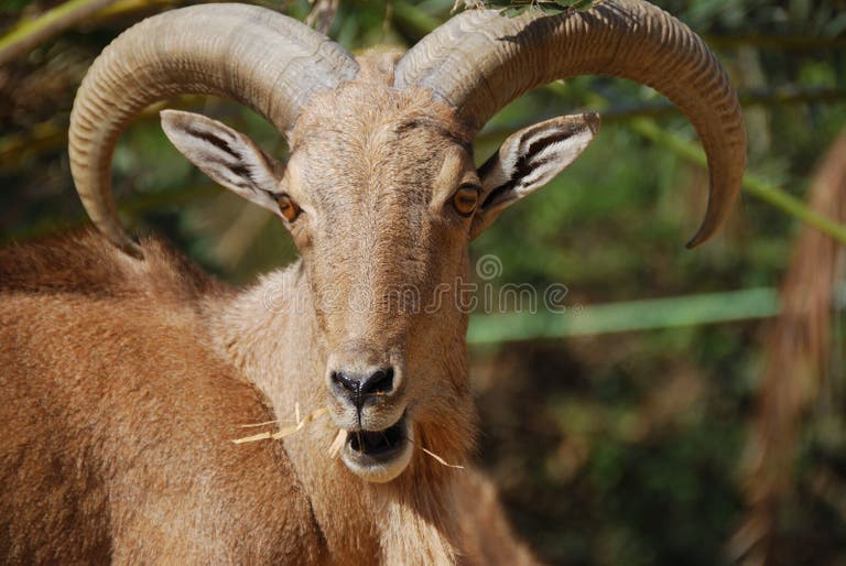 Marokkaanse berggeit stock afbeelding. Image of wild, nave - 9533705