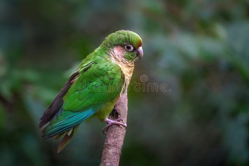 Maroon-bellied Parakeet Bird Editorial Photography - Image of ...