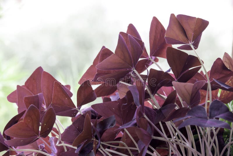 Maroon Colored Flowers on Bright Sunlight Stock Image - Image of design ...