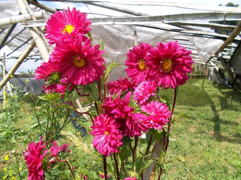 Maroon Crysanthemum Mums Flowers, Red Crysanths Stock Image - Image of ...