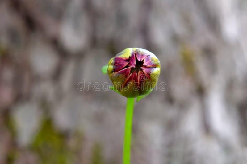 Maroon Dahlia Flower Bud 07 Stock Photo - Image of wildflower, pinnate ...