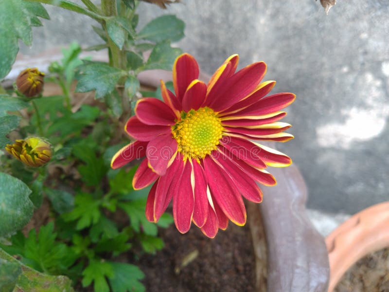 Maroon Dahlia Flower stock photo. Image of daisy, flower - 210708670
