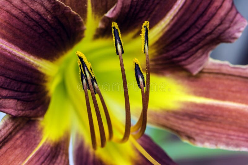 Maroon Flower stock image. Image of blossom, candidum - 73961815