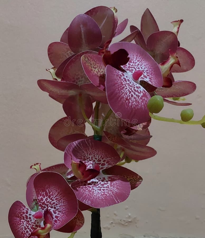 Maroon Flower at Floor...its Good Stock Photo - Image of flowe, flower ...