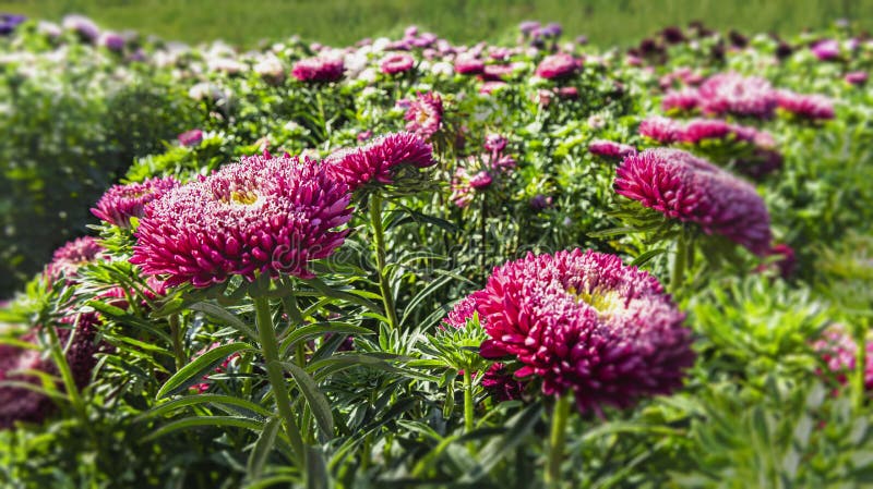 Maroon Flowers of Asters on the Lawn. Beautiful Autumn Flowers in ...