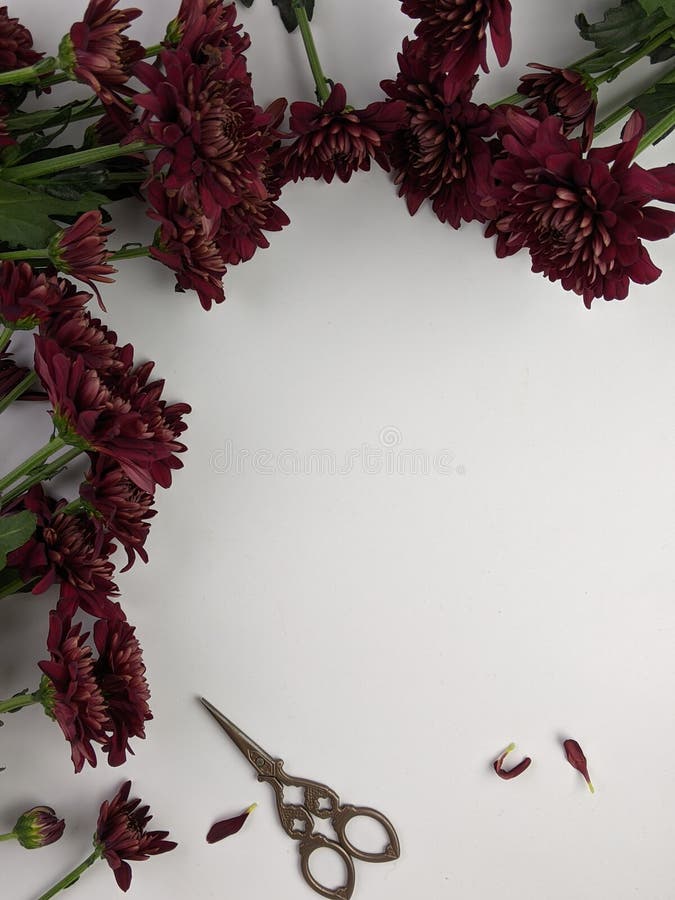 Maroon Fresh Flowers Framing on the White Background Stock Image ...