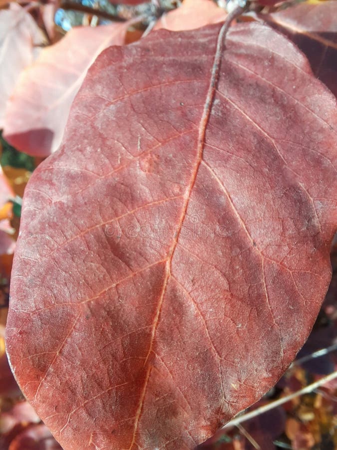 Maroon leaf of smoke tree stock photo. Image of veins - 343402426
