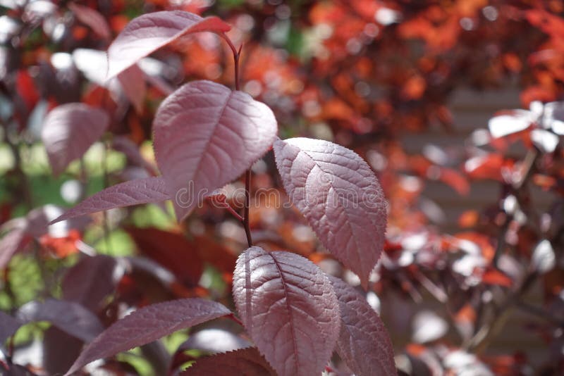 Maroon Fruit Clusters in the Leafage of Vinegar Tree Stock Image ...