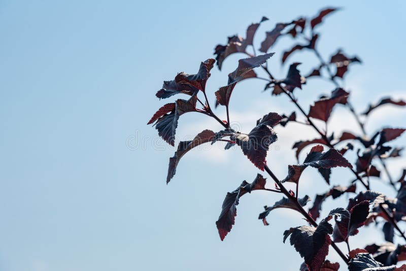 Maroon Leaves Plant on a Blue Sky Background Stock Image - Image of ...