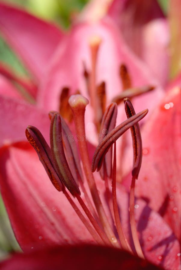 Maroon Lilies in Flowerbed Closeup Stock Photo - Image of season ...