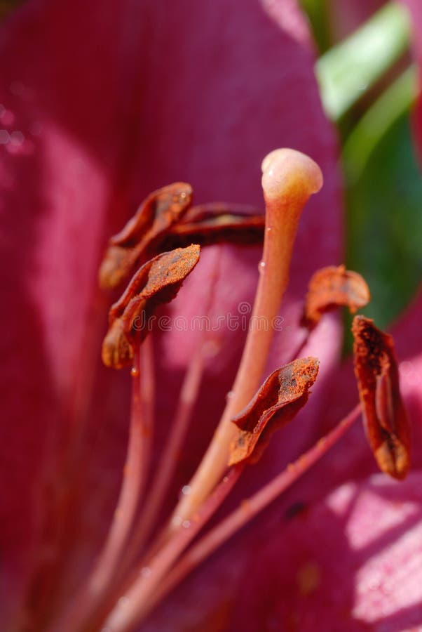 Maroon Lilies in Flowerbed Closeup Stock Photo - Image of bright ...