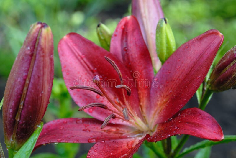 Maroon Lilies Up Close with Blurred Mottled Background Stock Photo ...