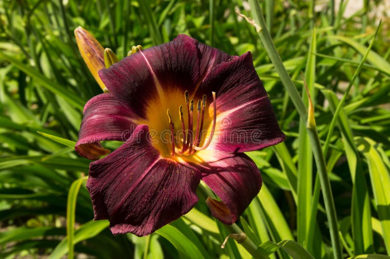 Maroon Day Lily stock photo. Image of nature, beautiful - 10168486