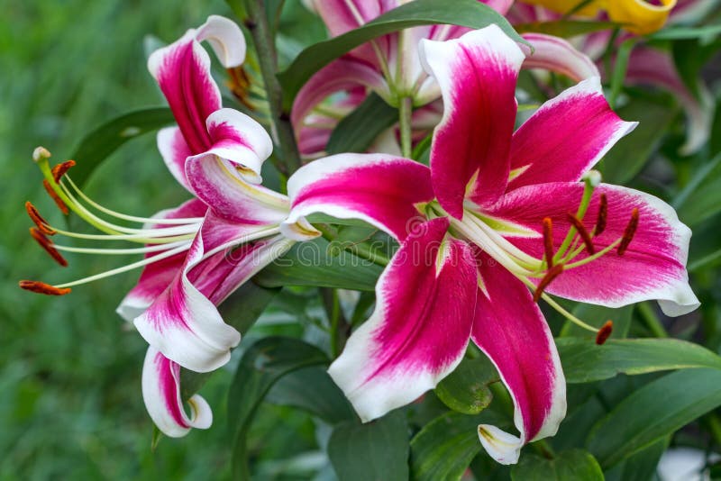 Maroon Lily in the Flowerbed Stock Image - Image of closeup, scented ...
