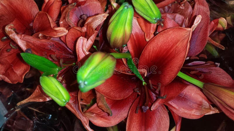 Maroon lily flowers stock image. Image of beautiful, flora - 51184759