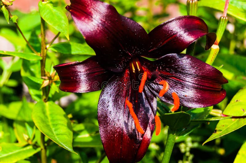 Maroon Lily Flower Trio Family Stock Image - Image of budding, maroon ...