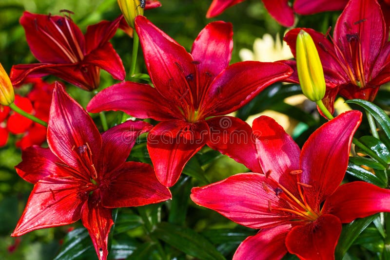 Maroon Day Lily stock photo. Image of nature, beautiful - 10168486