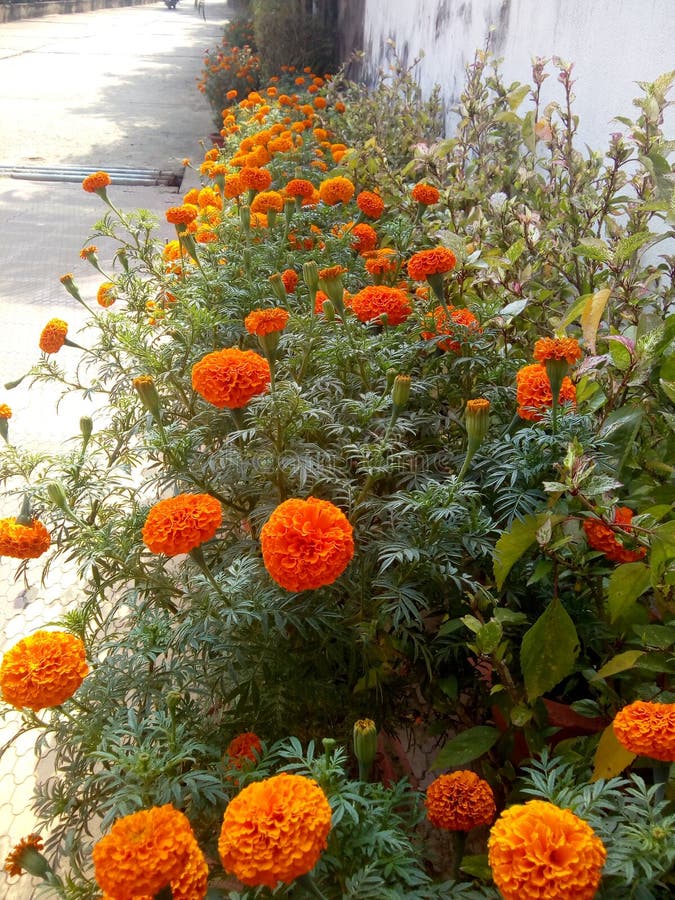 Maroon marigold flower stock photo. Image of closeup - 188259546