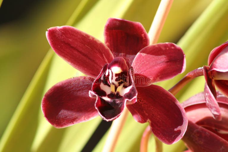 Maroon Orchid Flower stock image. Image of burgundy, flower - 178083