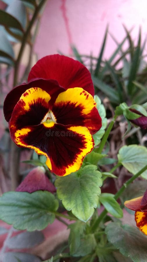 Maroon pancy stock photo. Image of viola, maroon, wittrockiana - 86638542