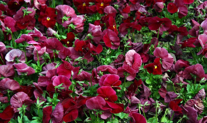 Maroon pansies stock image. Image of green, cultivate - 31524875