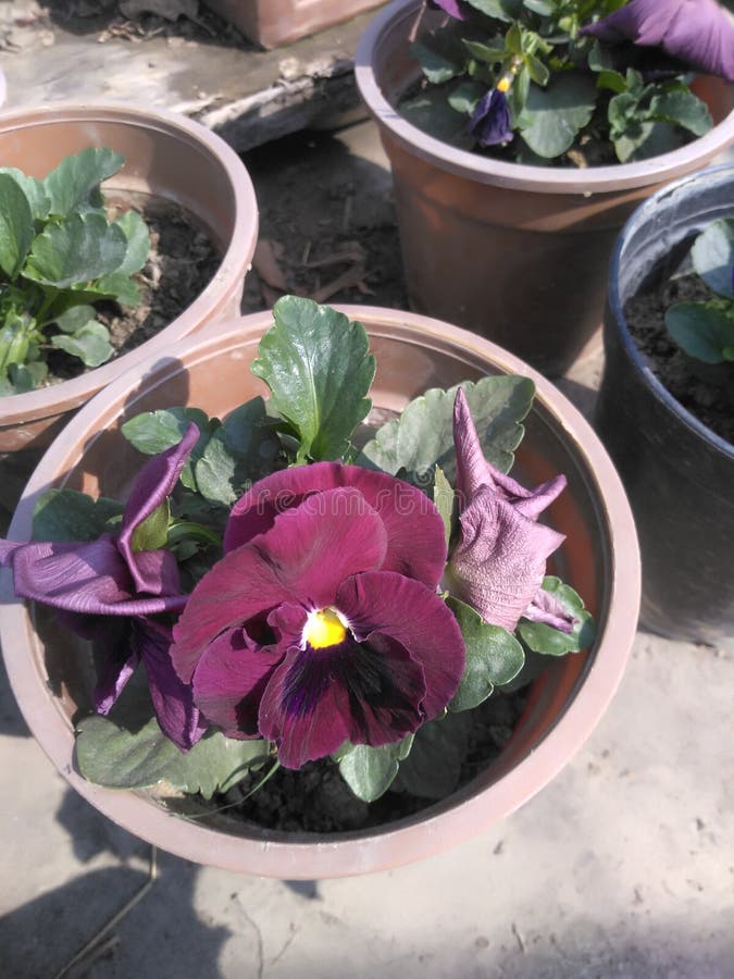 Maroon Pansy Flowers on Flower Bed Stock Photo - Image of field ...