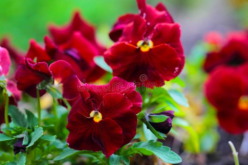 Maroon Pansy Flowers on Flower Bed Stock Photo - Image of field ...