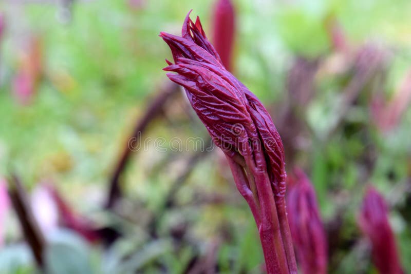 Maroon Peony Flower Bud 05 stock photo. Image of fragrant - 230842104