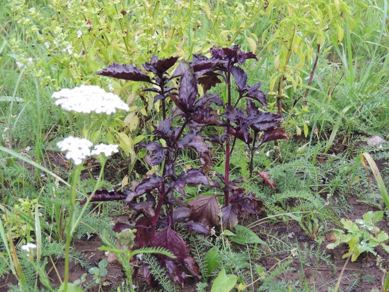Maroon Plants on a Background of Prickly Greenery Stock Photo - Image ...