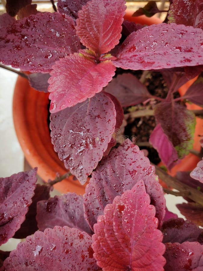 Maroon Coleus Plant stock photo. Image of plants, nasturtium - 33881856