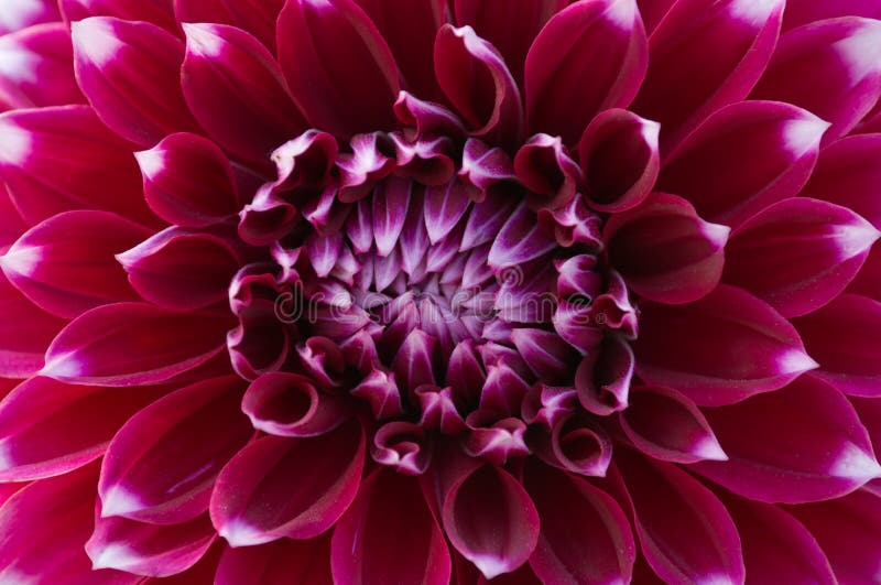 Maroon Red Dahlia Flower Closeup Stock Image - Image of dahlia, macro ...