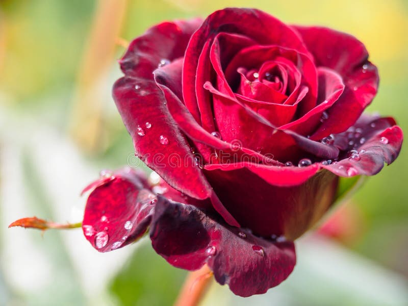 Maroon rose on the plot. stock image. Image of exhausted - 191060185