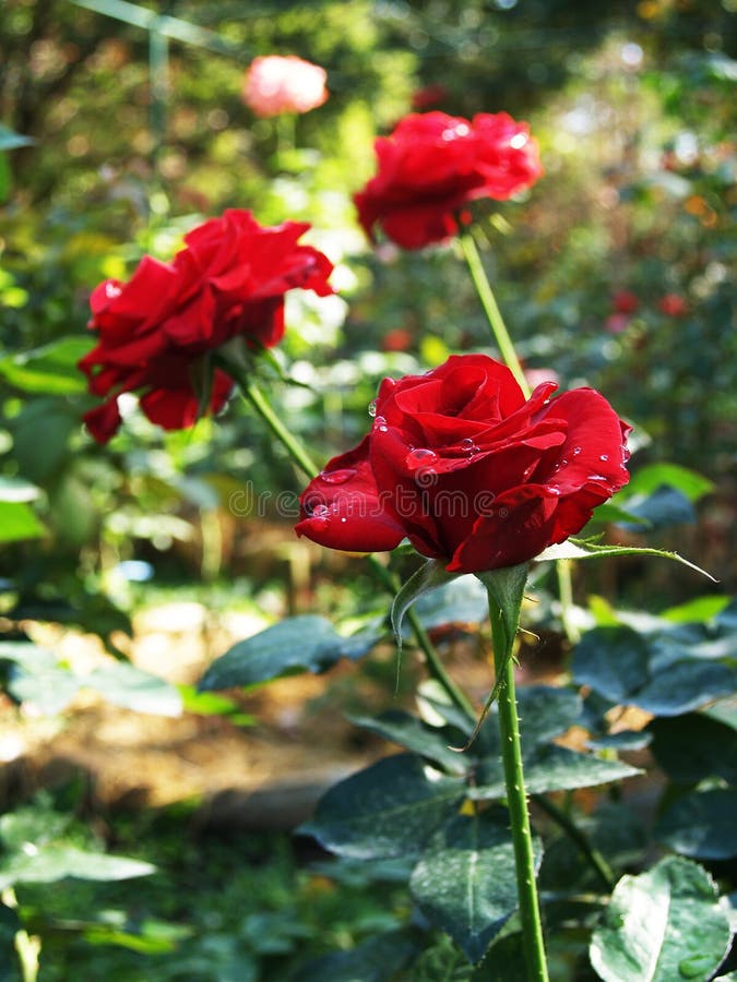 Maroon roses stock photo. Image of green, floral, gift - 94590884