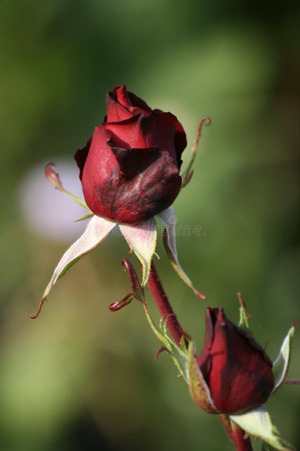 Maroon roses stock photo. Image of flower, russia, abandoned - 59898970