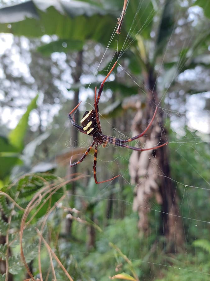 The Maroon Spider in Forest Stock Photo - Image of forest, invertebrate ...