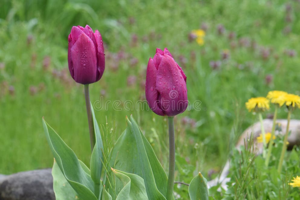 Maroon Tulip Duo 02 stock photo. Image of fire, easter - 152149388