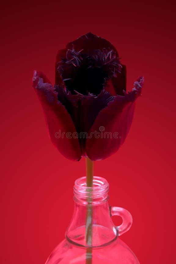 Maroon Tulip Flower Profile 05 Stock Photo - Image of outdoor, natural ...