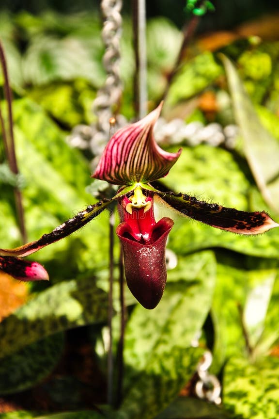 Maroon wild orchid stock image. Image of macro, closeup - 21594157